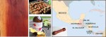 Chicle: The History of Chewing Gum | Brian Altonen, MPH, MS