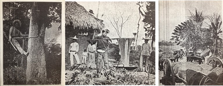 Chicle: The History of Chewing Gum | Brian Altonen, MPH, MS